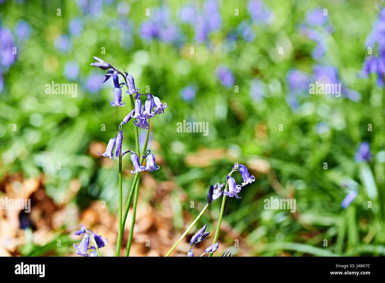 Morning sunlight in forest of Halle with bluebell flowers, Halle ...