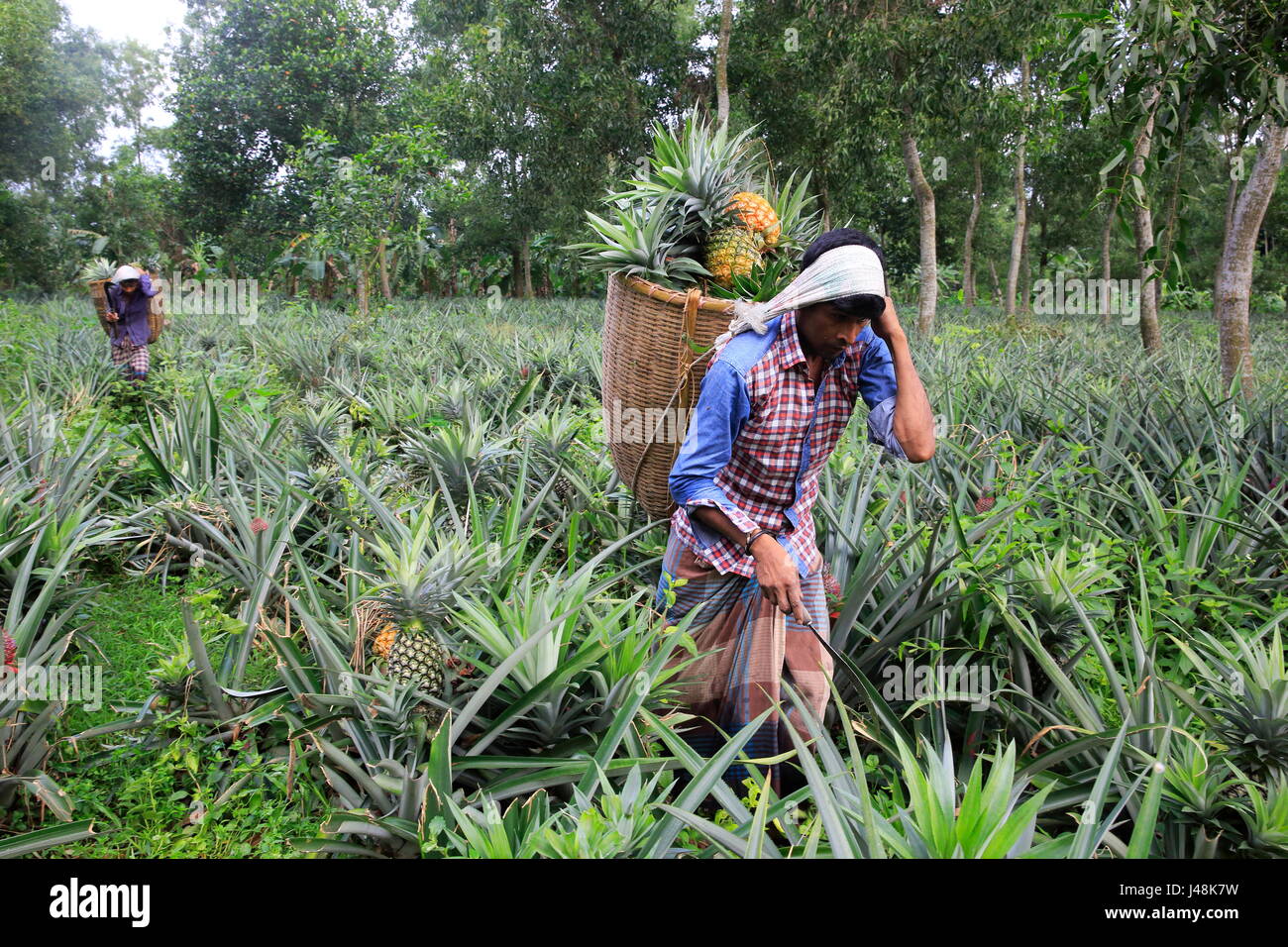 Pineapple harvesting at Madhupur in Tangail, Bangladesh Stock Photo - Alamy