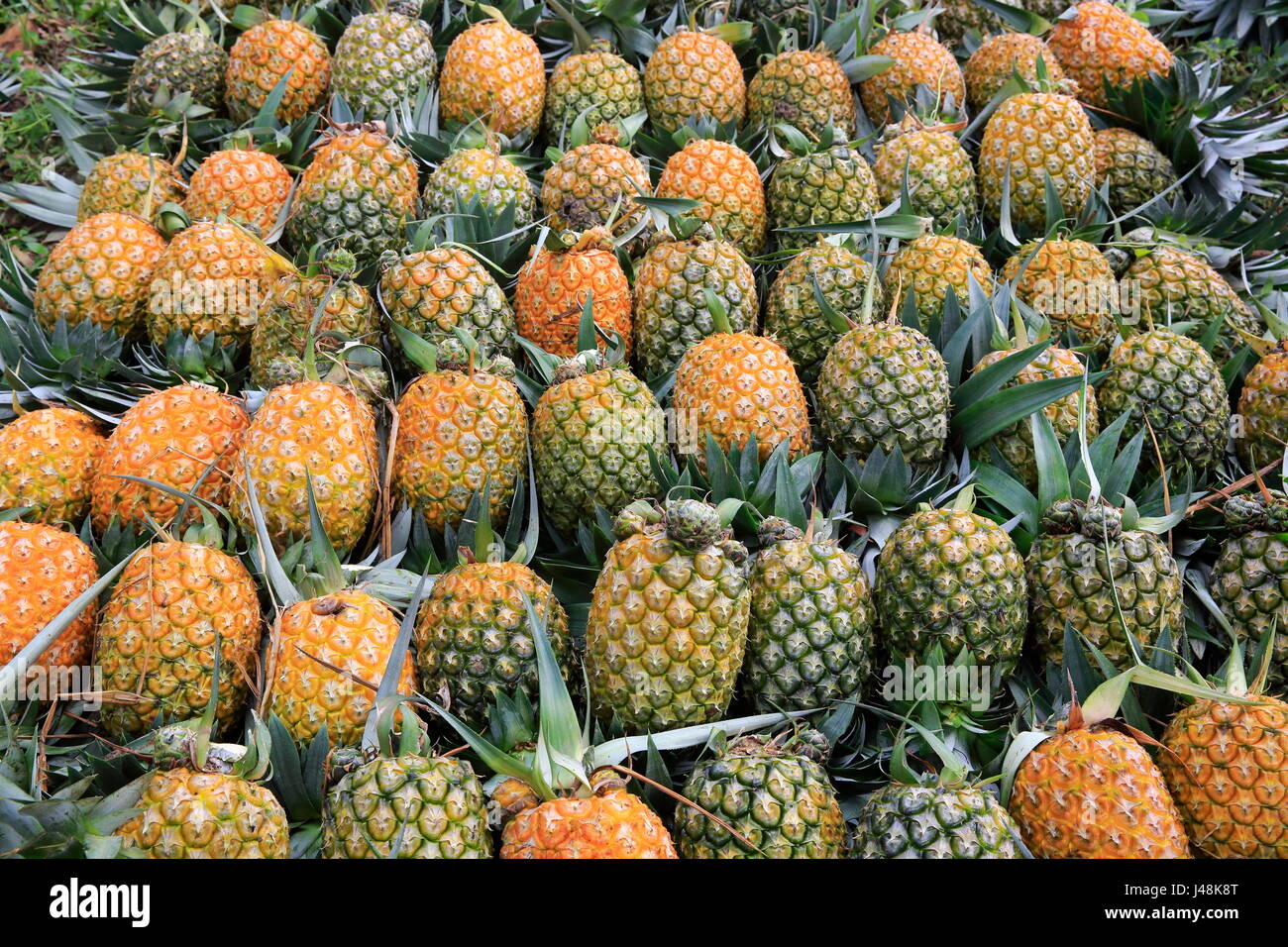 Pineapple harvesting at Madhupur in Tangail, Bangladesh Stock Photo - Alamy