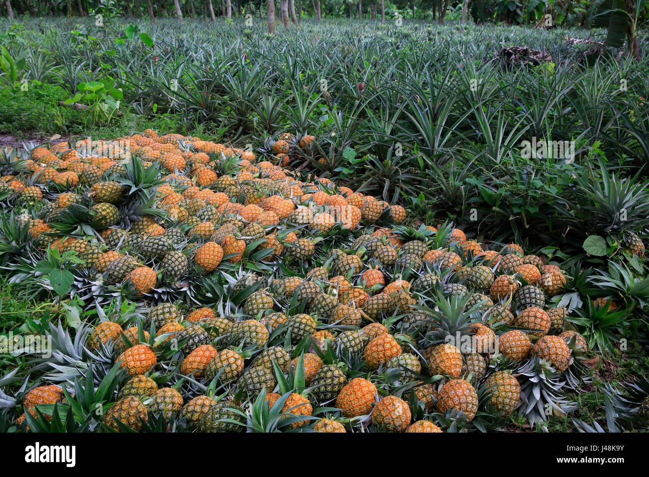 Pineapple harvesting at Madhupur in Tangail, Bangladesh Stock Photo - Alamy