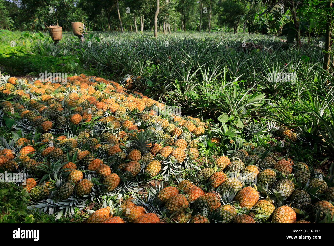 Pineapple harvesting at Madhupur in Tangail, Bangladesh Stock Photo - Alamy
