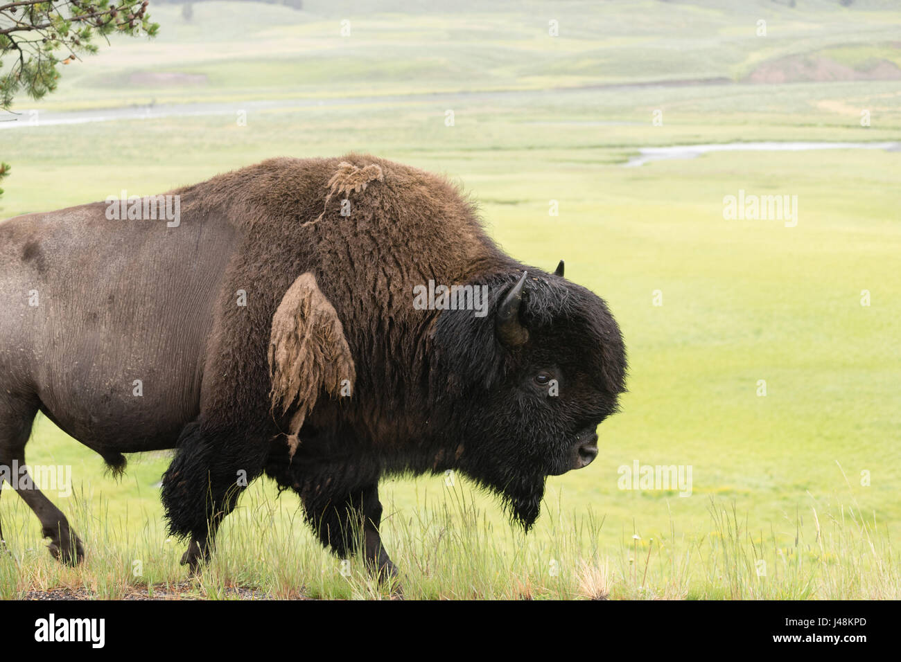 Bison bull head hi-res stock photography and images - Alamy