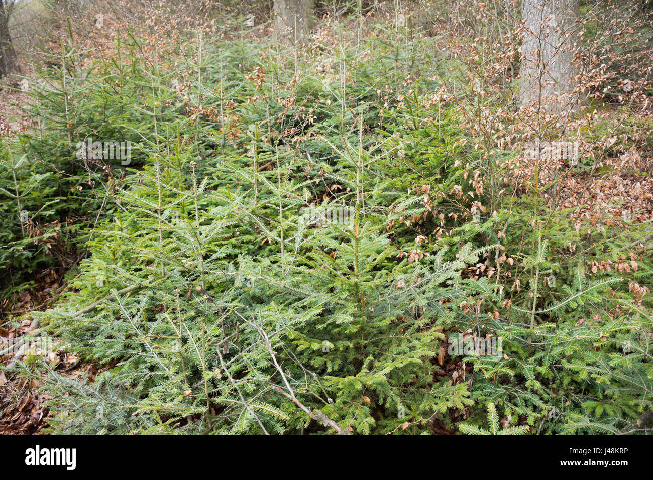 Natural regeneration of fir, spruce and beech under a canopy of ...