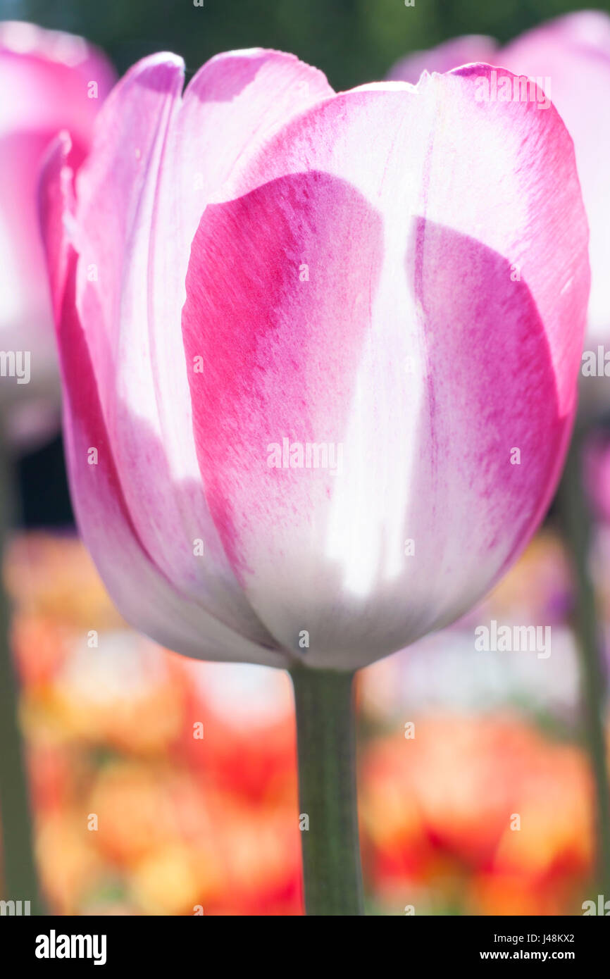 Delicate spring flower tulip Stock Photo - Alamy