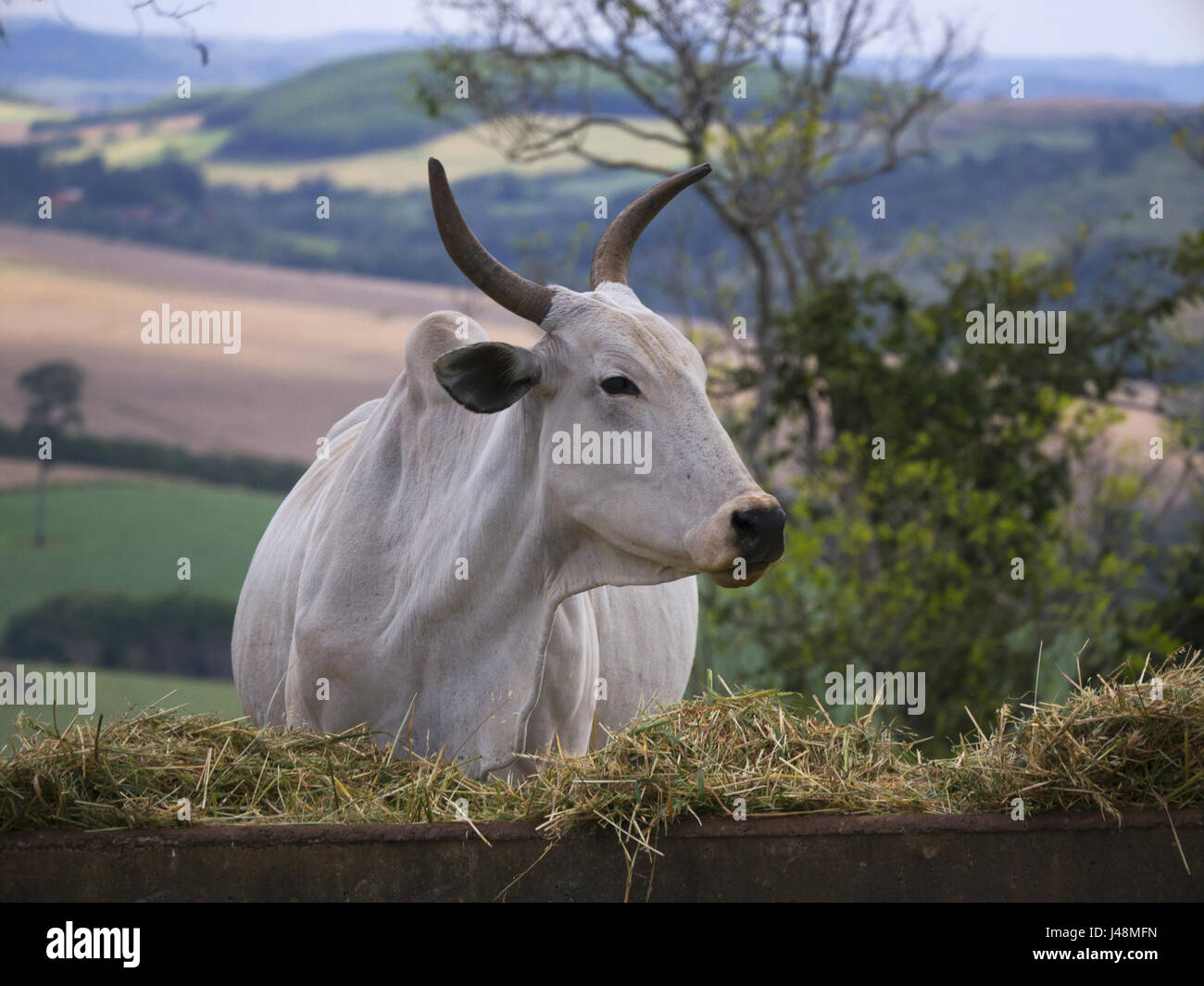 Nelore hi-res stock photography and images - Alamy