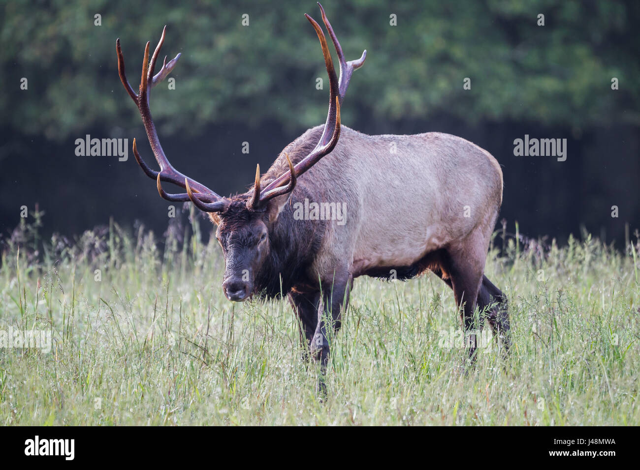 Nc wildlife hi-res stock photography and images - Alamy