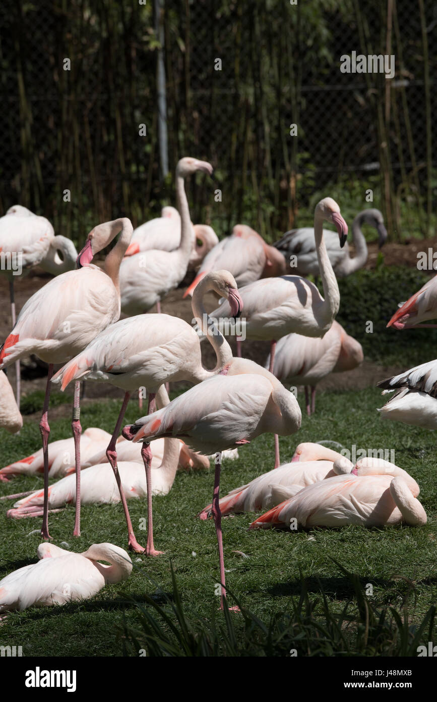 Greater Flamingo from the Wilhelma Zoo in Stuttgart Germany Stock Photo ...