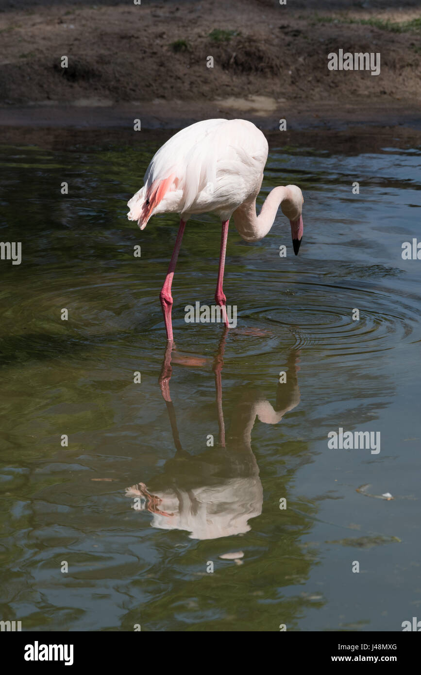 Greater Flamingo from the Wilhelma Zoo in Stuttgart Germany Stock Photo ...