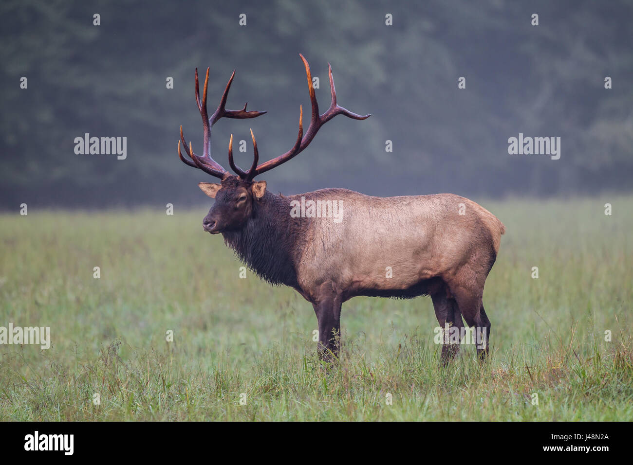 Profile of American male elk with full rack of antlers in NC Stock ...