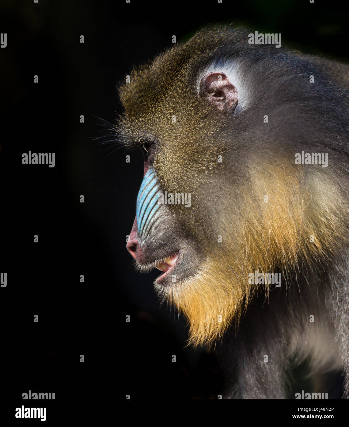 Blue face monkey hi-res stock photography and images - Alamy