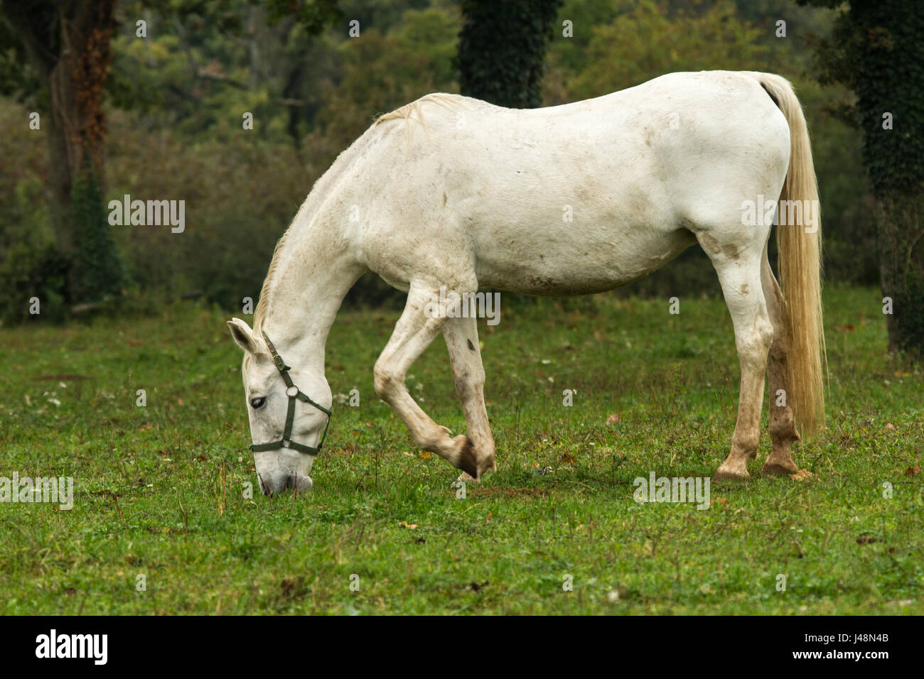 Lipizanner horse in Slovenia Stock Photo - Alamy