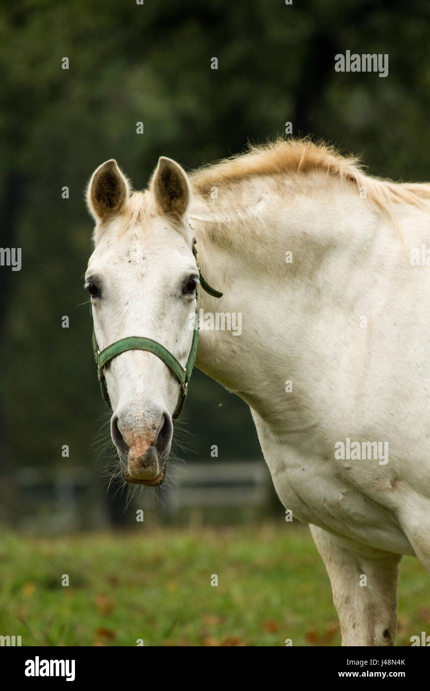 Lipizanner horse in Slovenia Stock Photo - Alamy