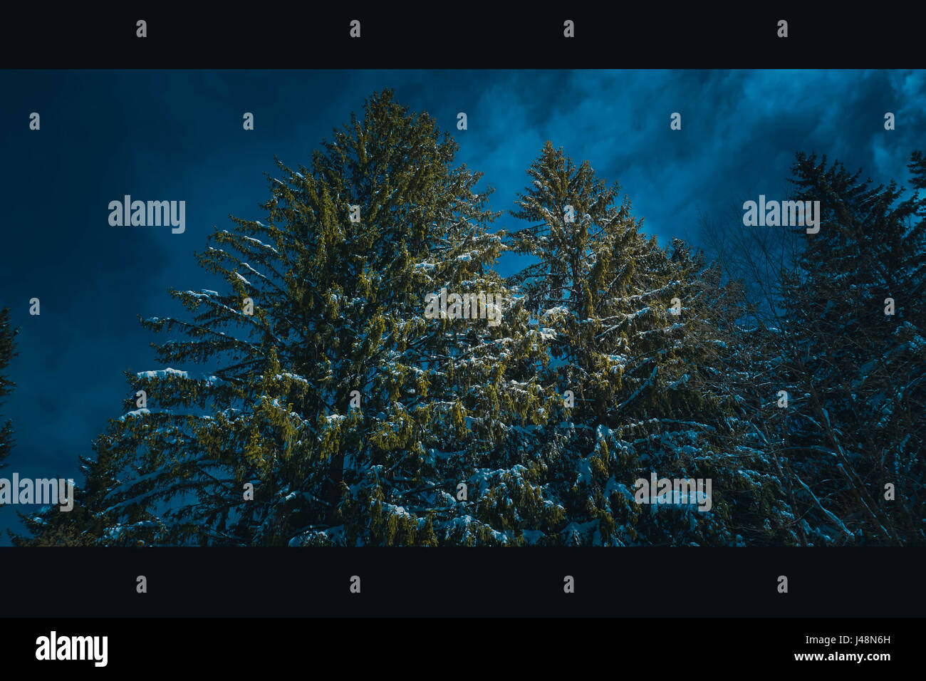 Unique fir tree Stock Photo - Alamy