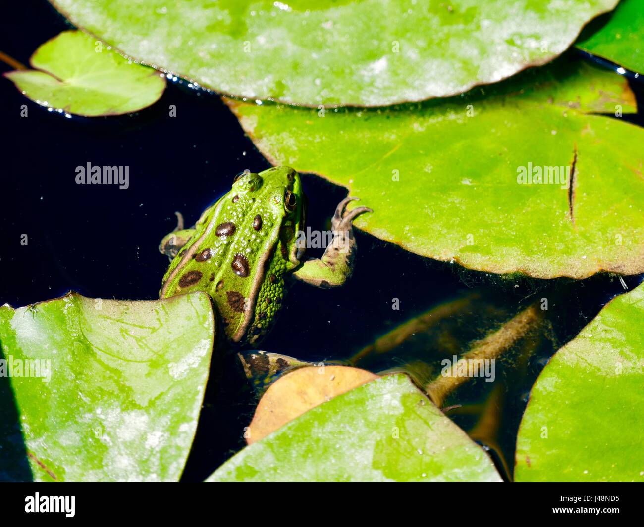 Green European edible frog with claw resting on a lily pad. Paris ...