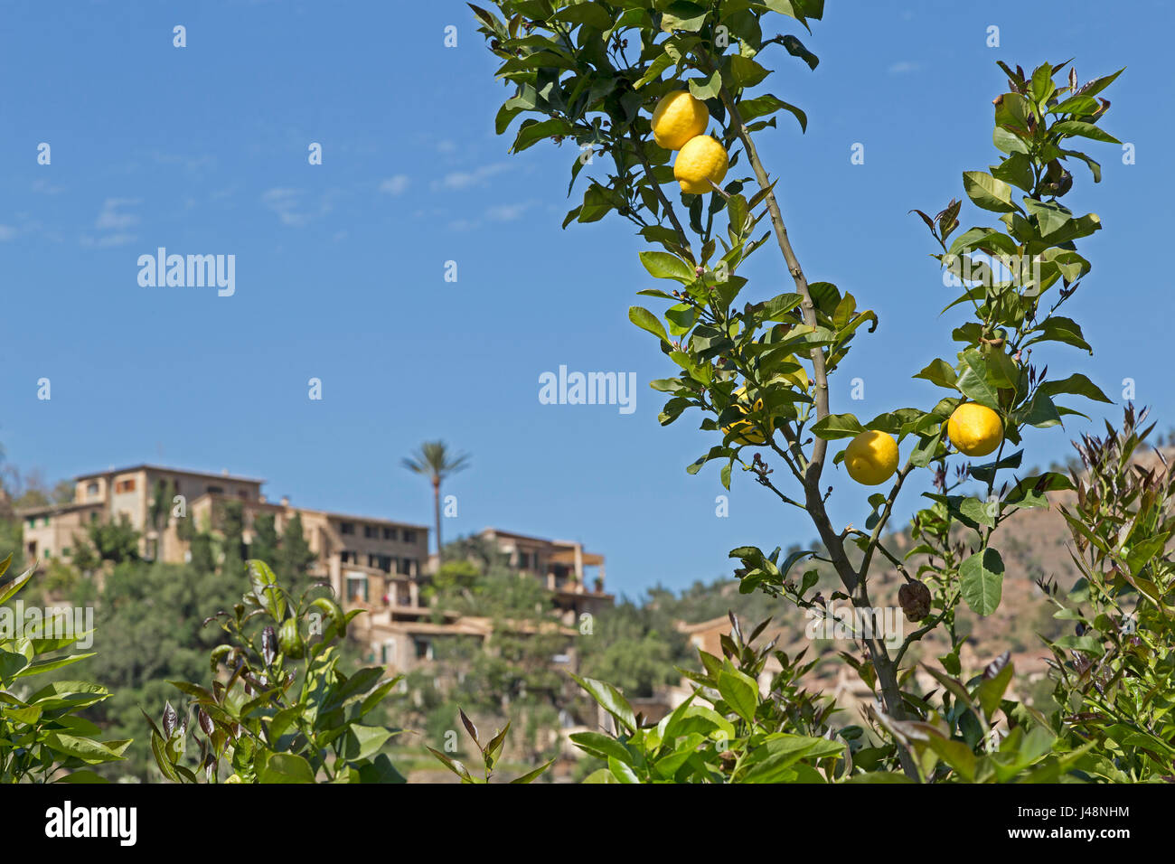 Lemon Tree High Resolution Stock Photography and Images - Alamy