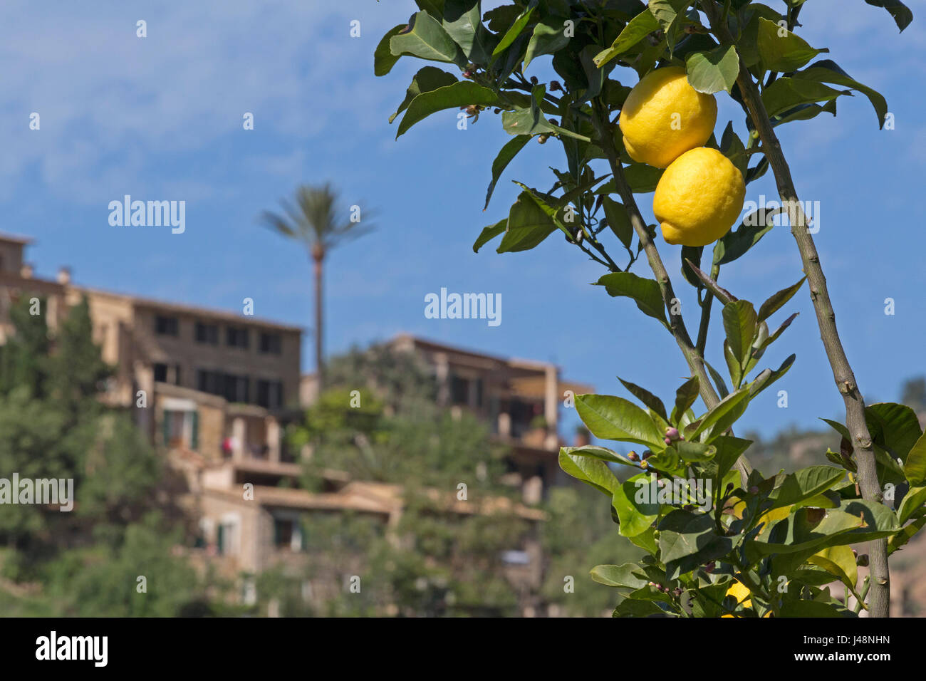 Lemons in lemon tree sunny hi-res stock photography and images - Alamy