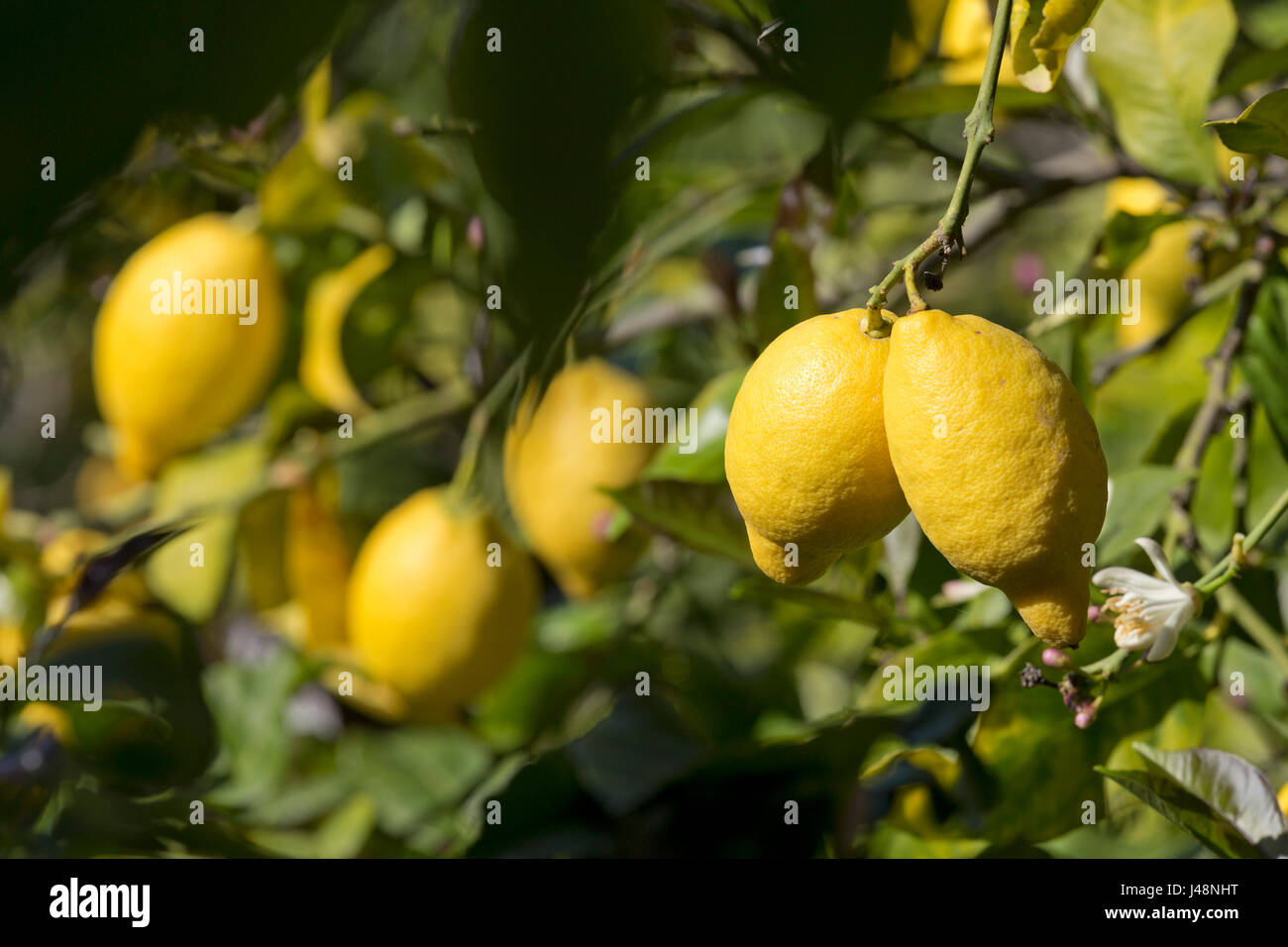 lemon tree in Deia, Majorca, Spain Stock Photo - Alamy