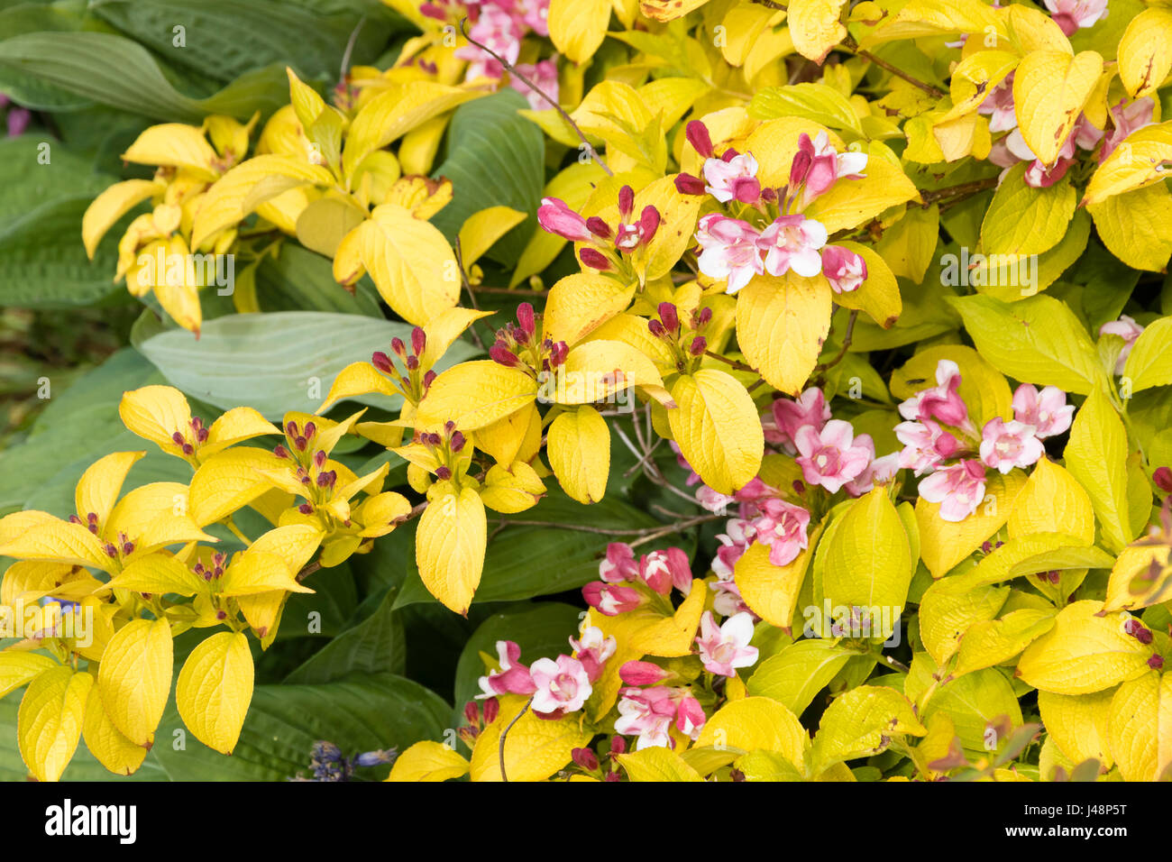 Golden foliage and laste spring pink flowers of the hardy deciduous ...