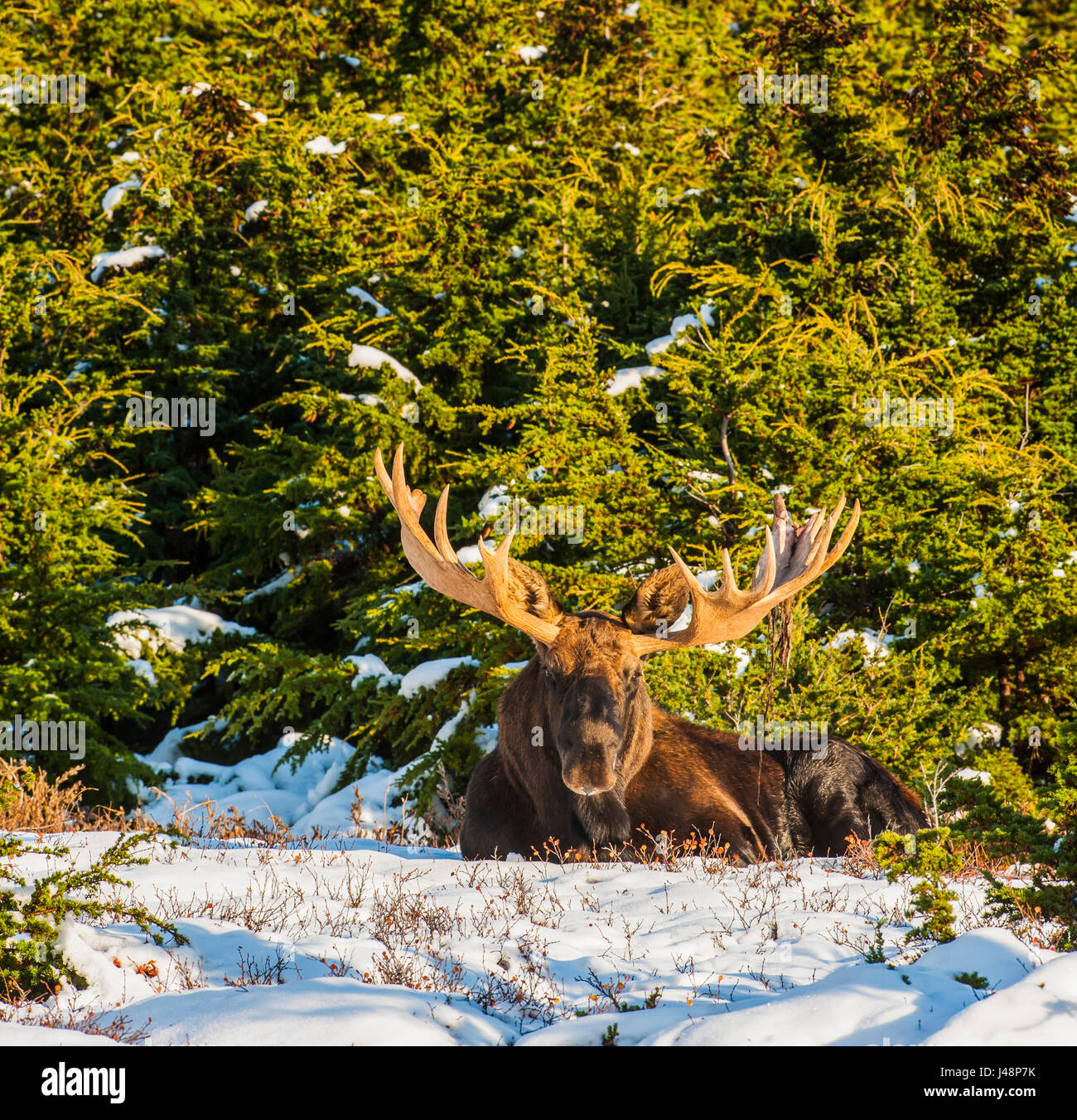 A bull moose lying on snow covered ground near Powerline Pass in ...