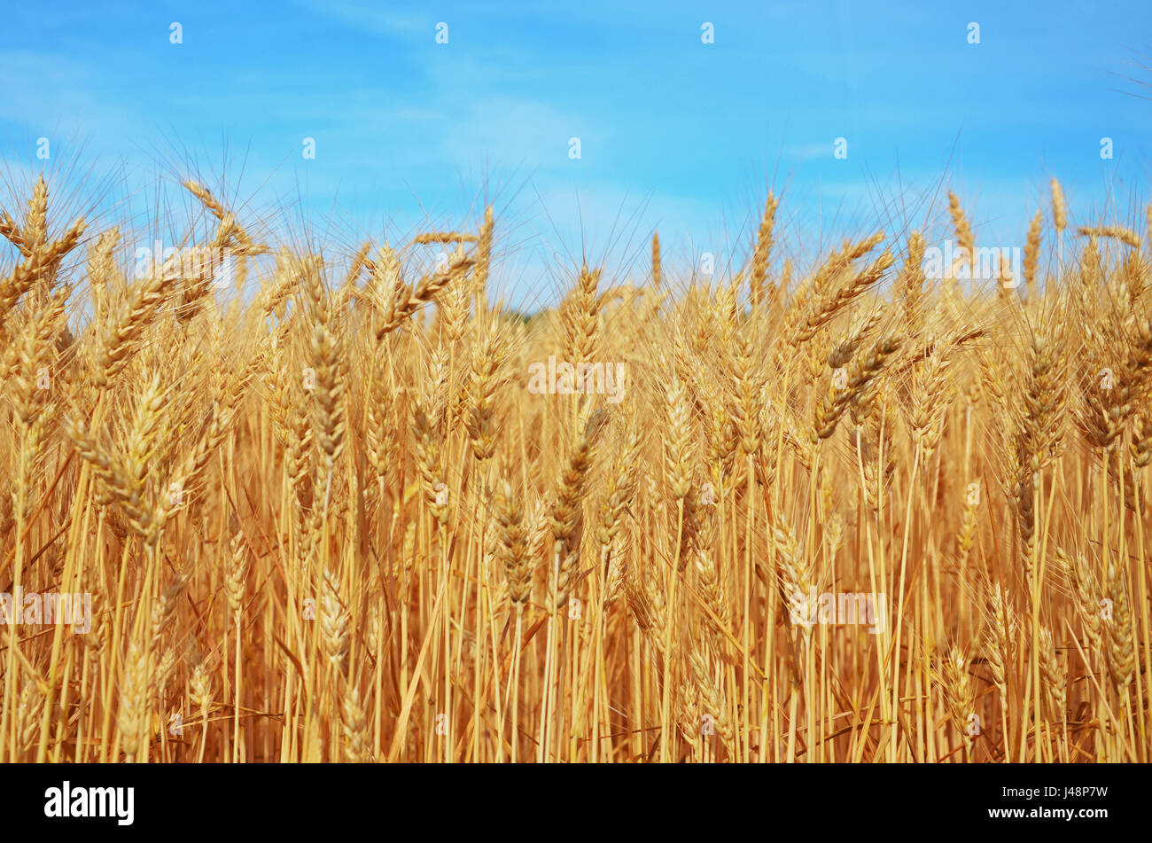 Wheat crop material hi-res stock photography and images - Alamy