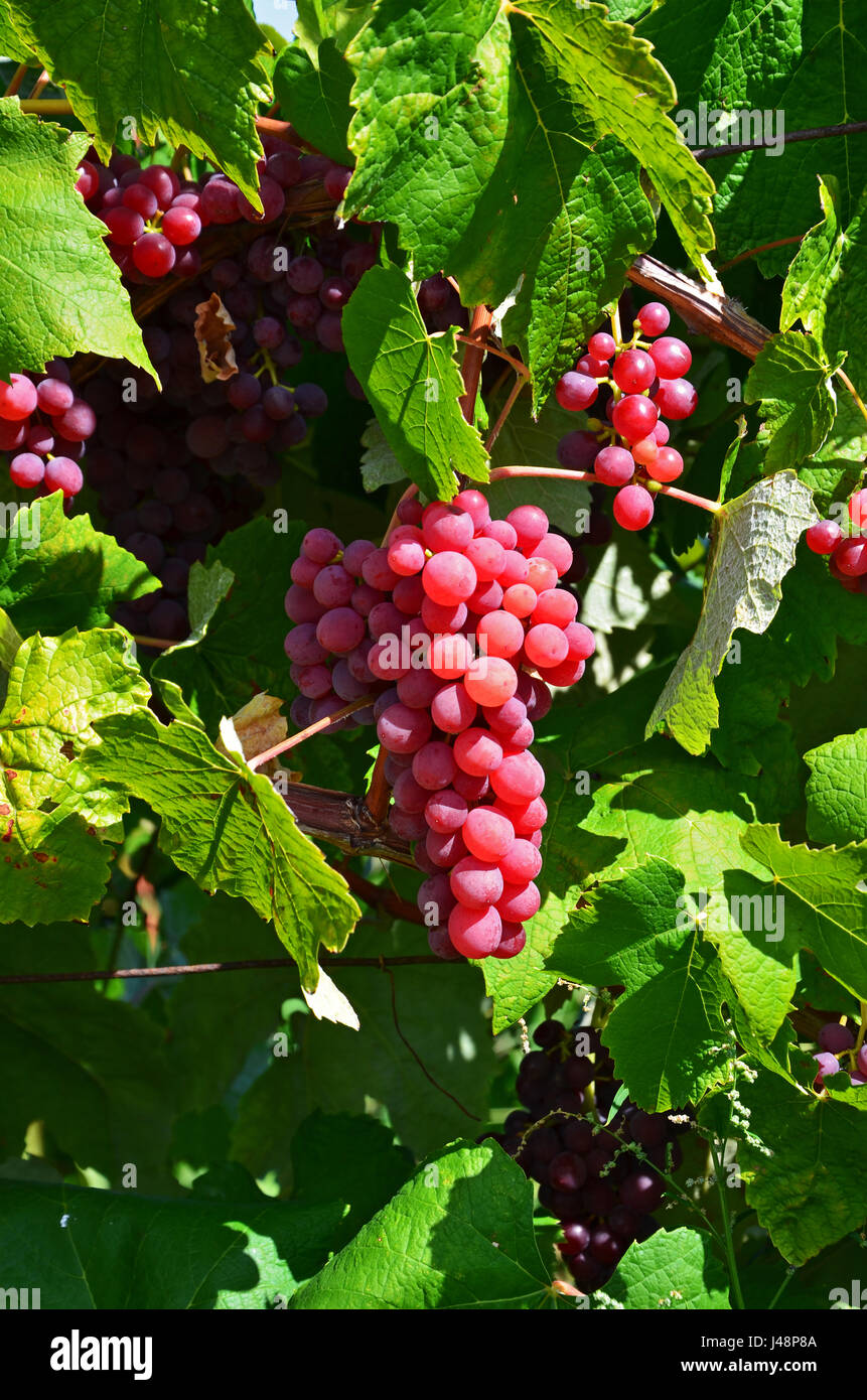 Clusters of red grapes on a vine; New York, United States of America ...