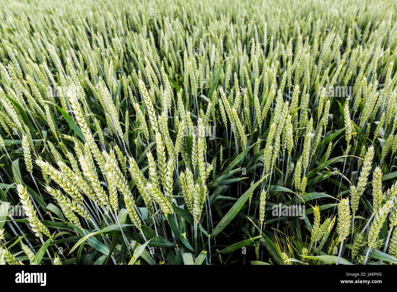 Detail view of healthy green wheat growing in rows in a field; Bonn ...