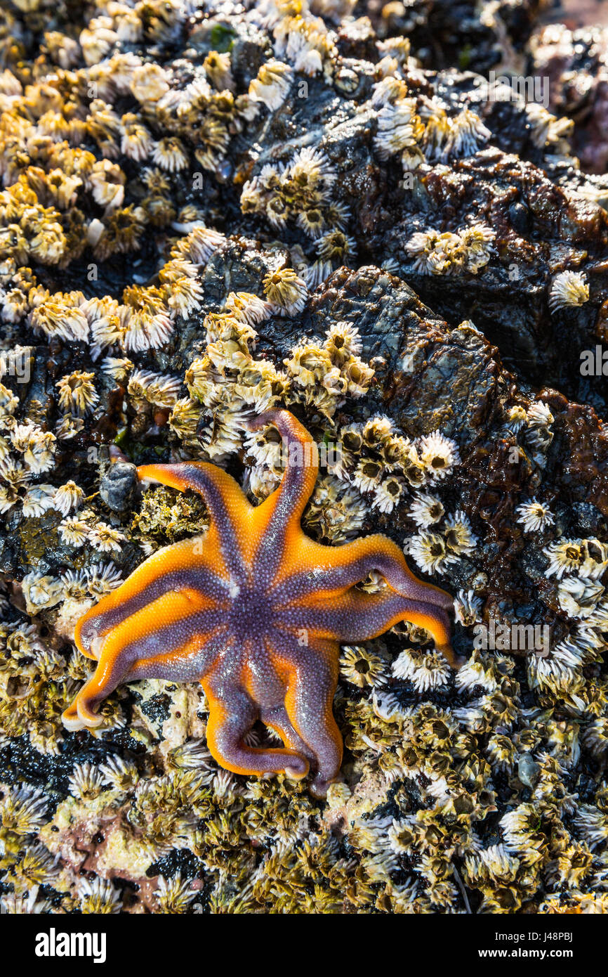 Detail view of a sea star in a tidal pool with barnacles, Hesketh ...