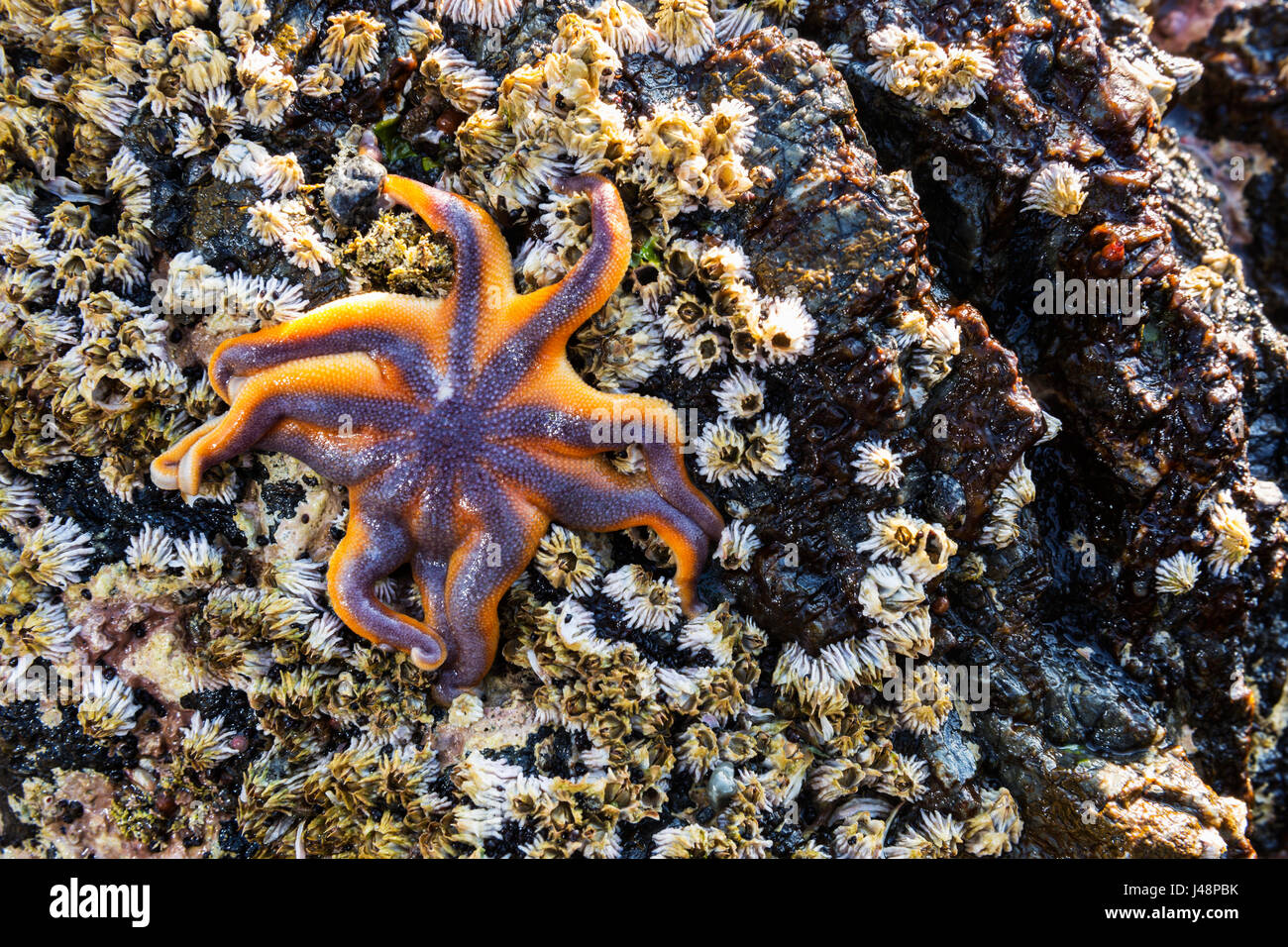 Detail view of a sea star in a tidal pool with barnacles, Hesketh ...