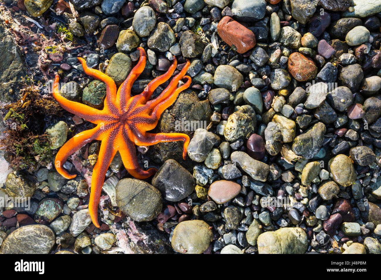 Detail view of a sea star in a tidal pool, Hesketh Island, Homer ...