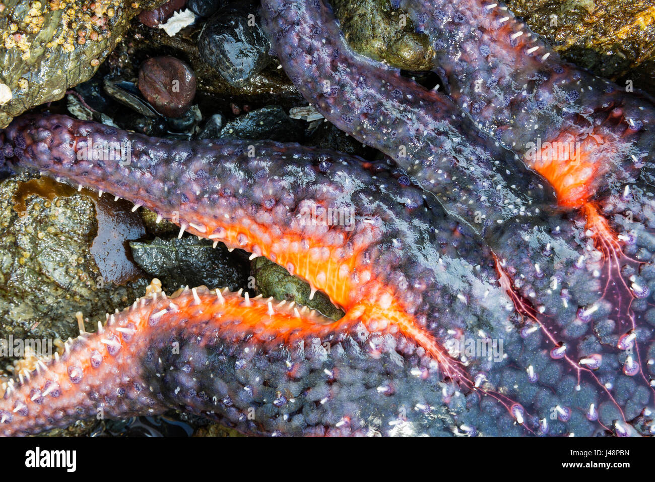Detail of a sea star in a tidal pool, Hesketh Island, Homer ...