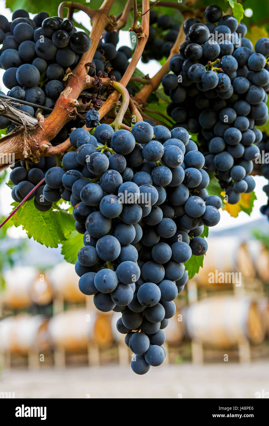Clusters of dark purple grapes hanging on the vine with oak barrels in ...