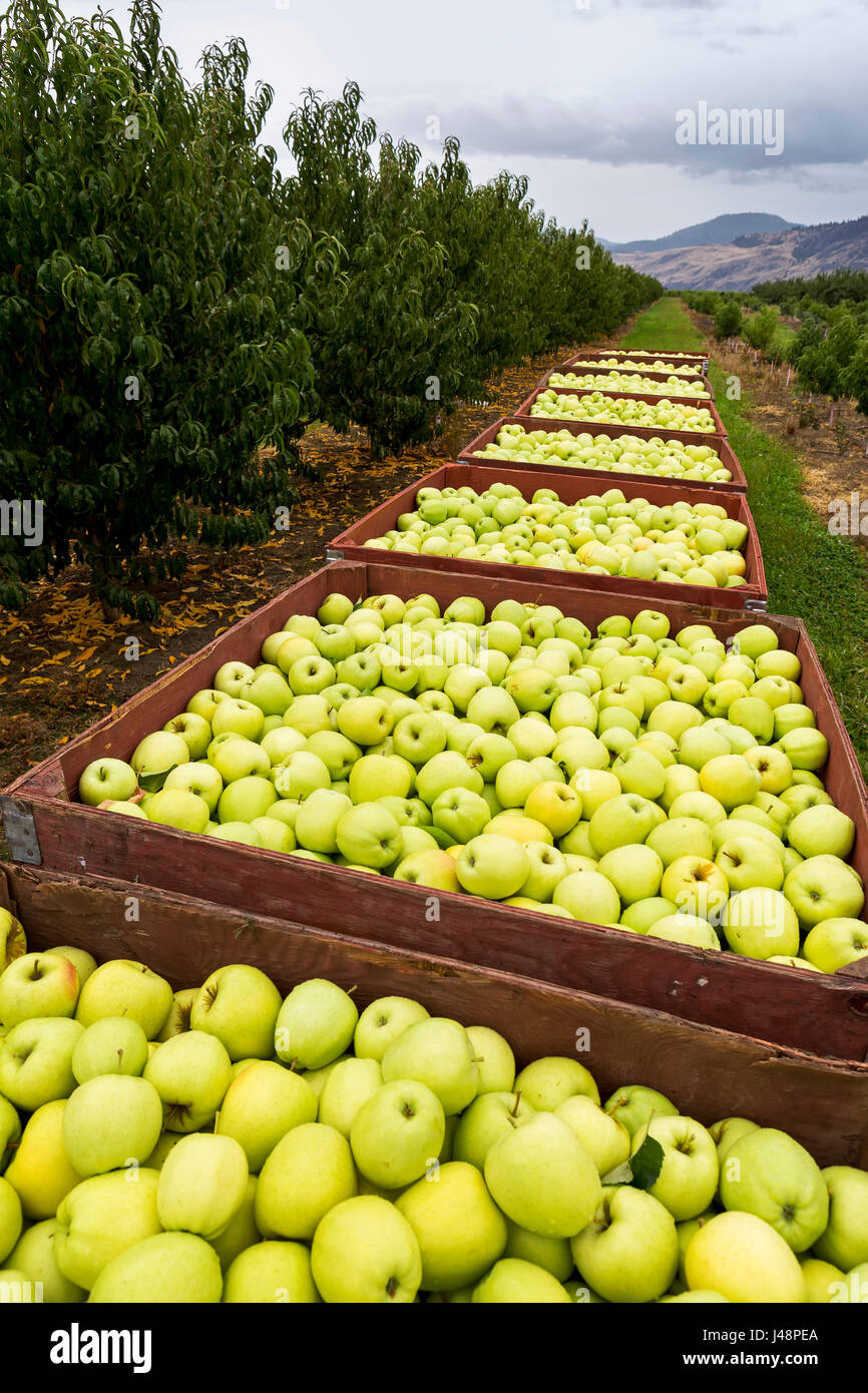 Wooden bins full apples hi-res stock photography and images - Alamy