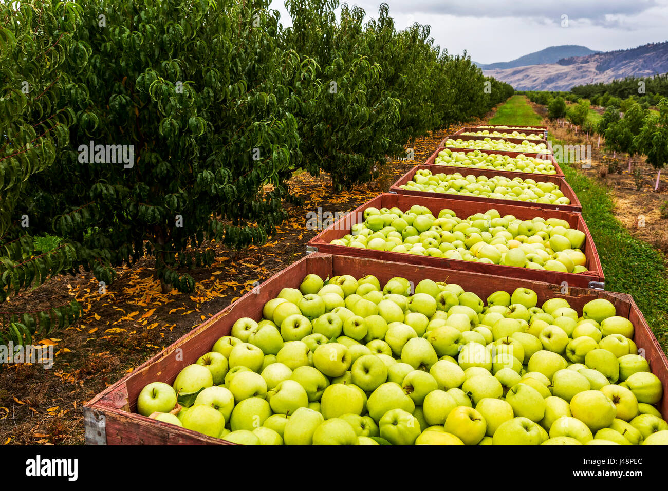 A row of large wooden bins full of green apples in an orchard ...