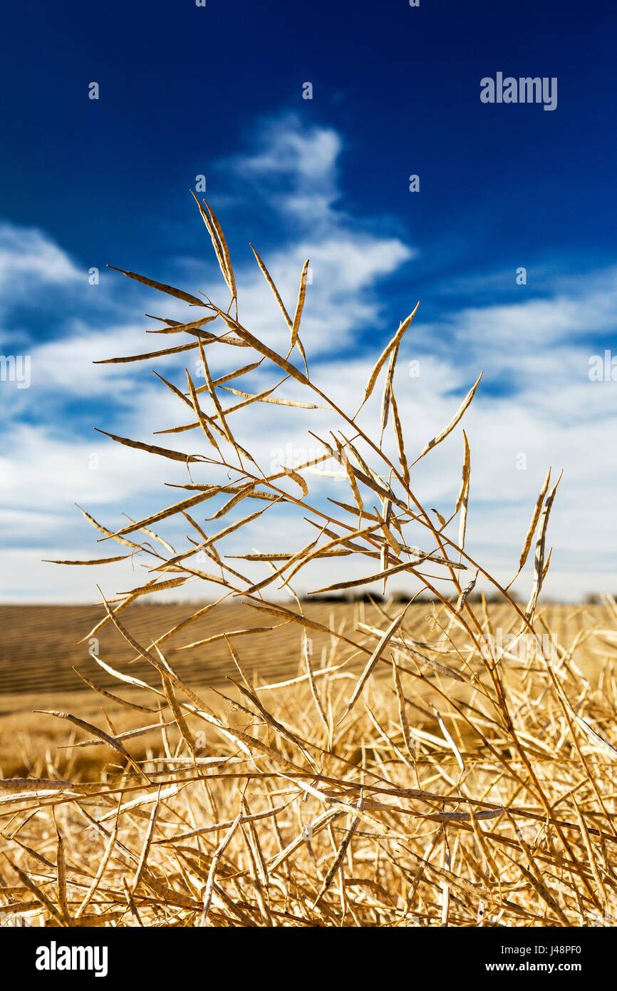 Canola pods hi-res stock photography and images - Alamy