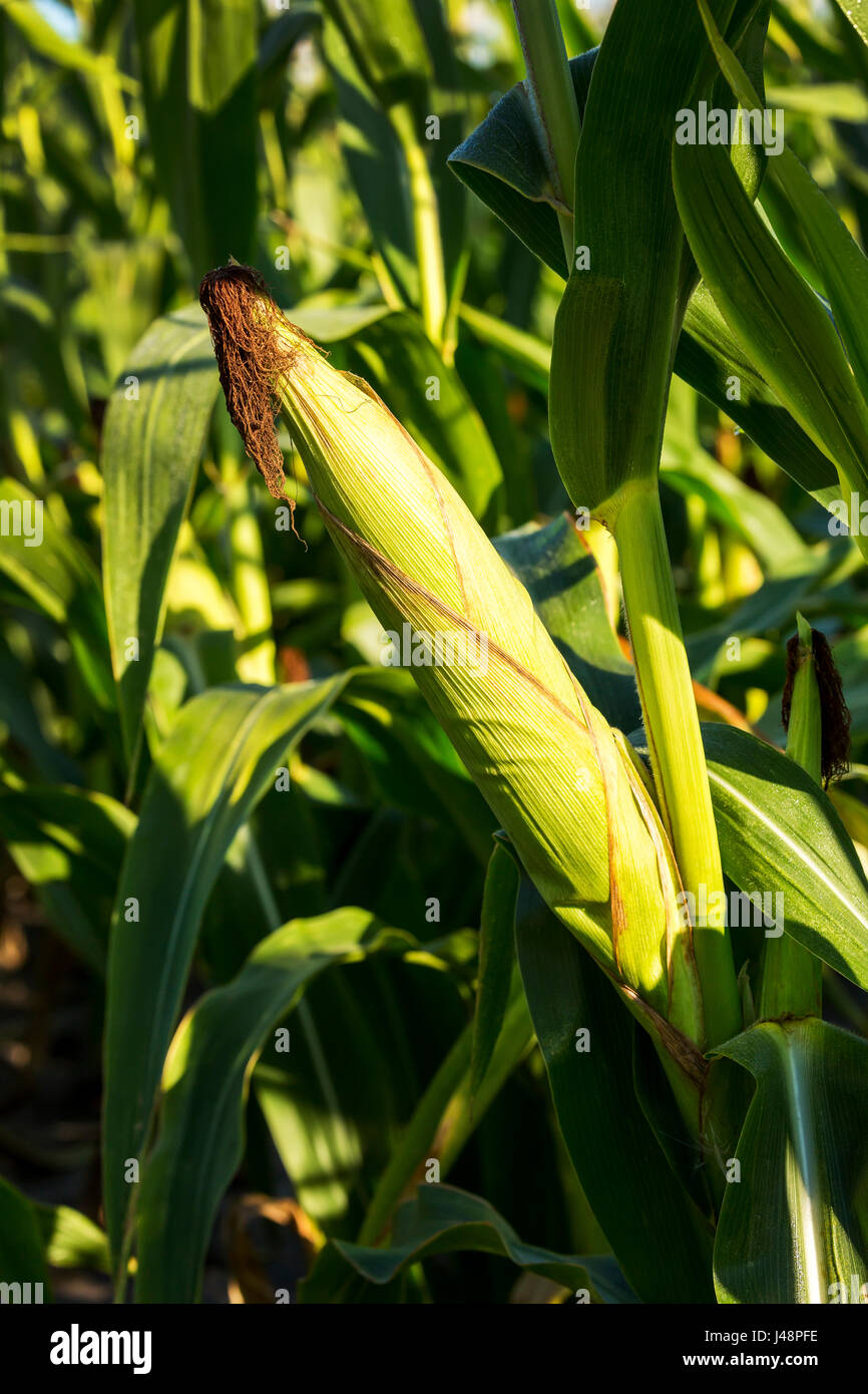 Corn on the stalk hi-res stock photography and images - Alamy