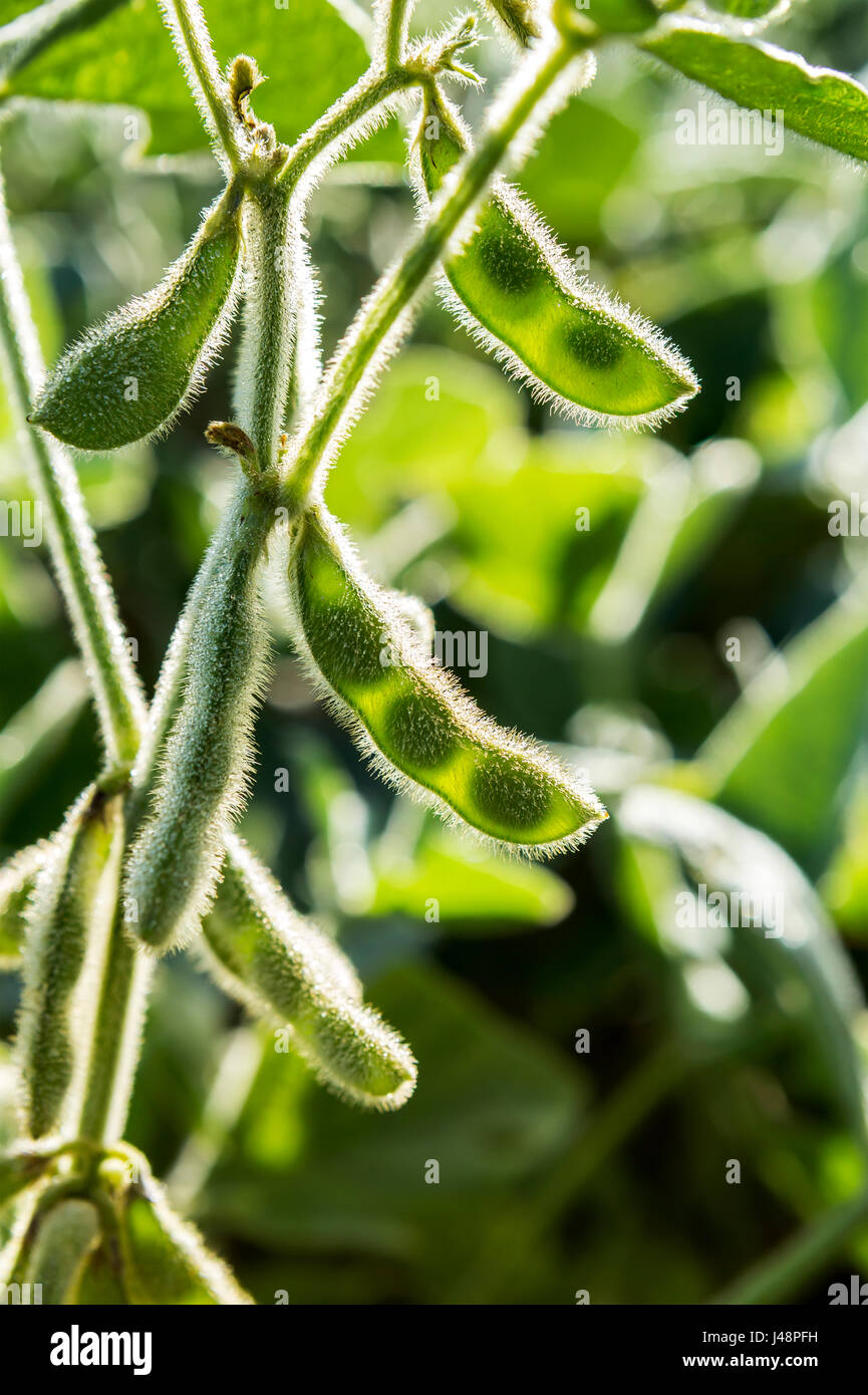 Soybean field asia hi-res stock photography and images - Alamy
