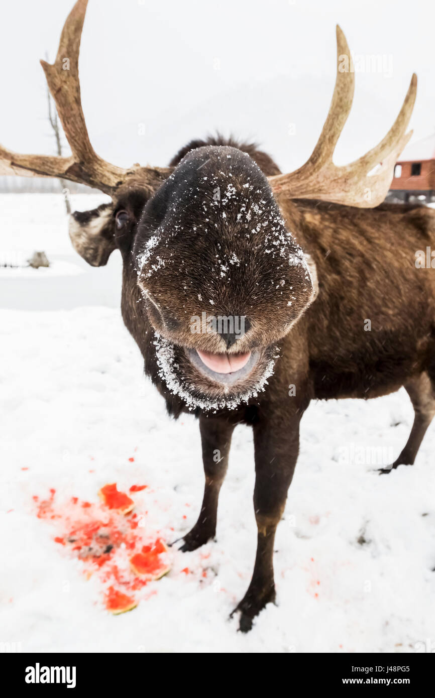 Red bull watermelon hi-res stock photography and images - Alamy