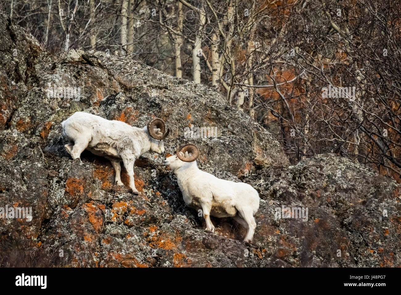 Dall sheep ak hi-res stock photography and images - Alamy