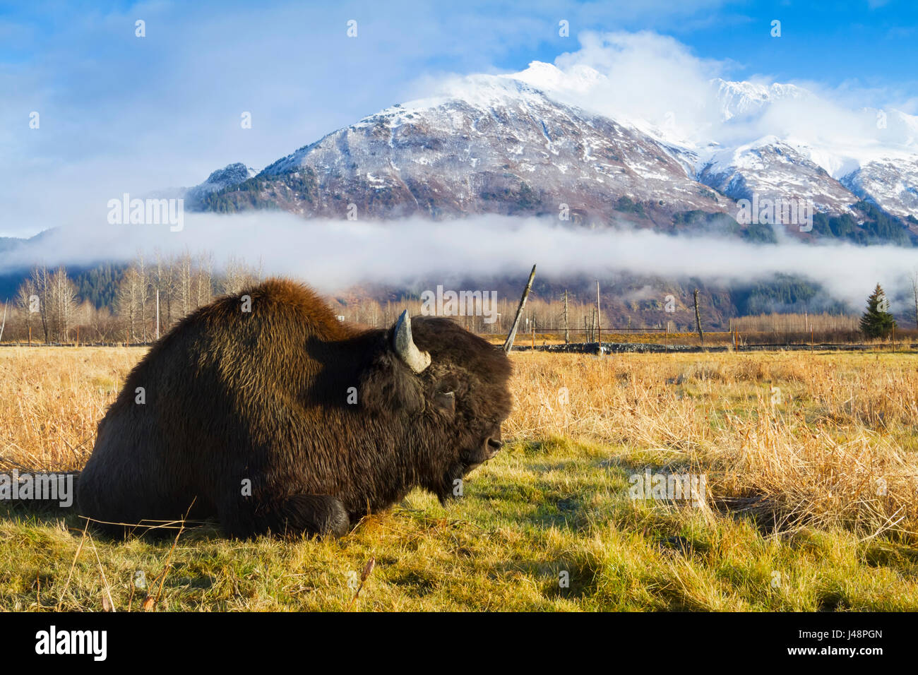Wood Bison (Bison bison athabascae) bull rests in a meadow at the ...