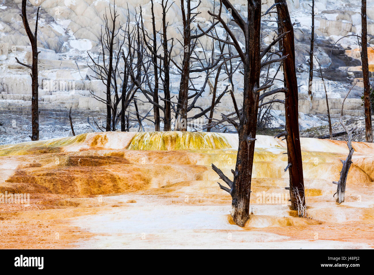 Angel Terrace, Mammoth Hot Springs Terrace, Yellowstone National Park ...