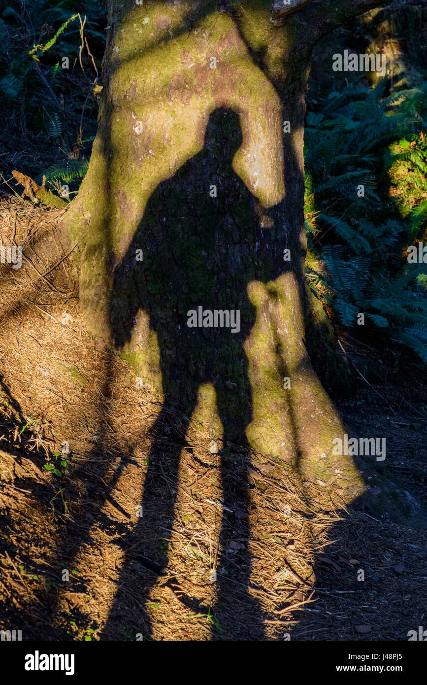 A shadow is seen on a spruce tree on the Oregon Coast; Oregon, United ...