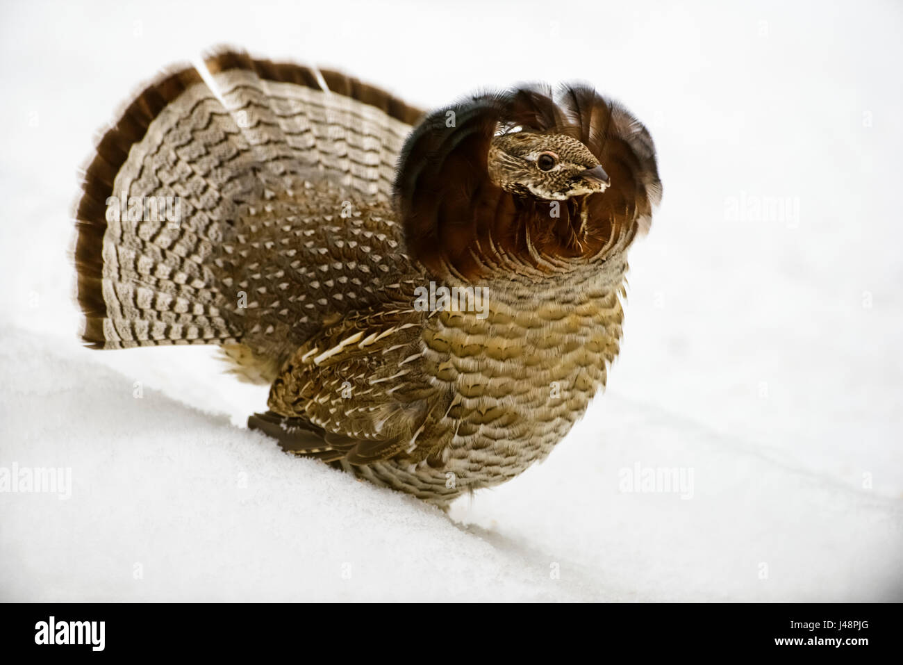 Male Ruffed Grouse (Bonasa umbellus) with tail feathers and neck ruff ...