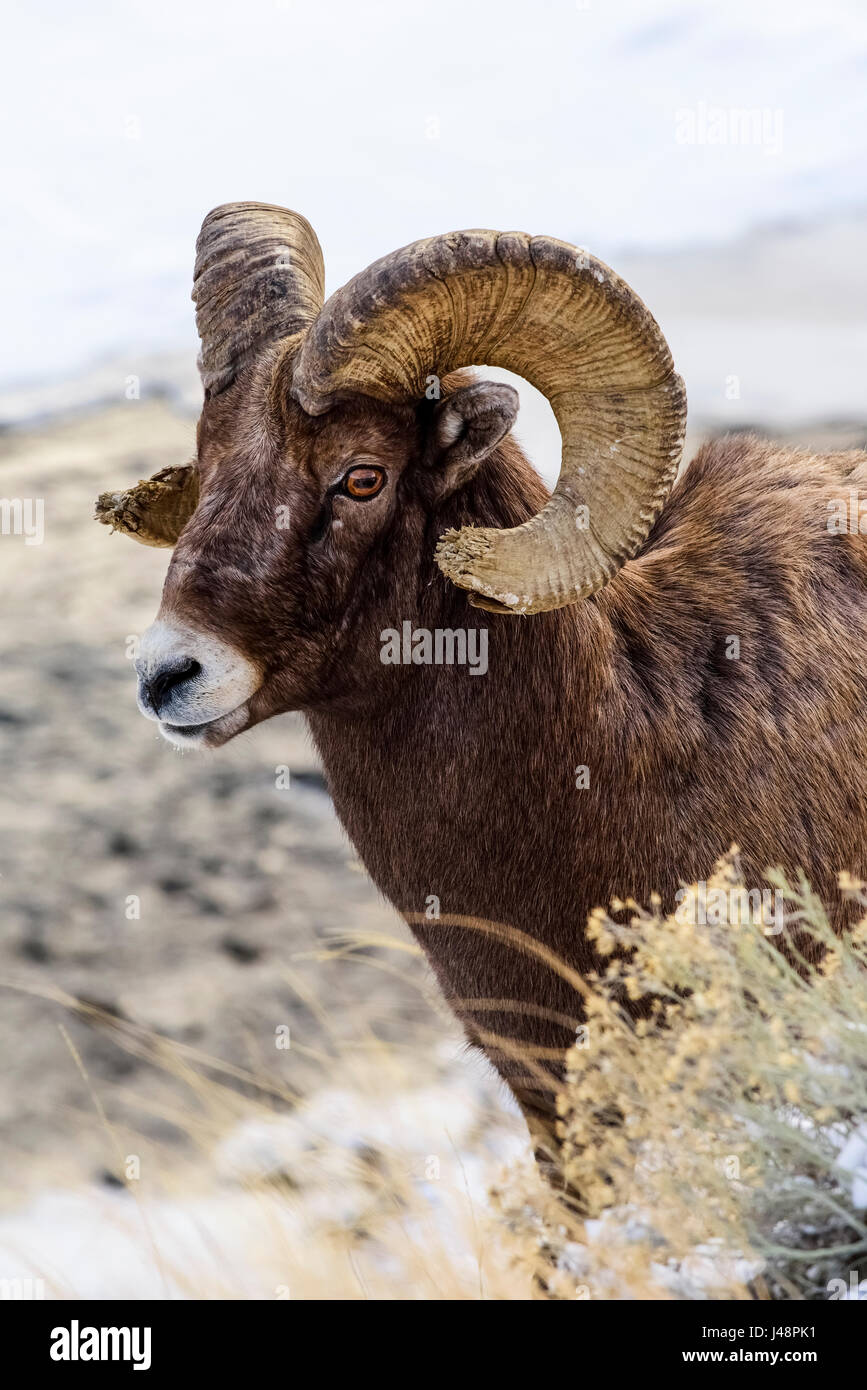 Bighorn Rams Butting Heads