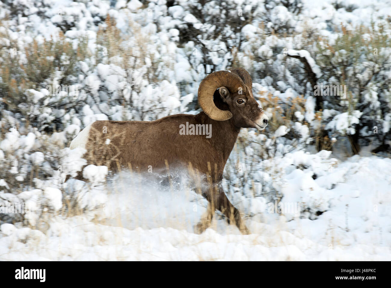 Bighorn runs hi-res stock photography and images - Alamy
