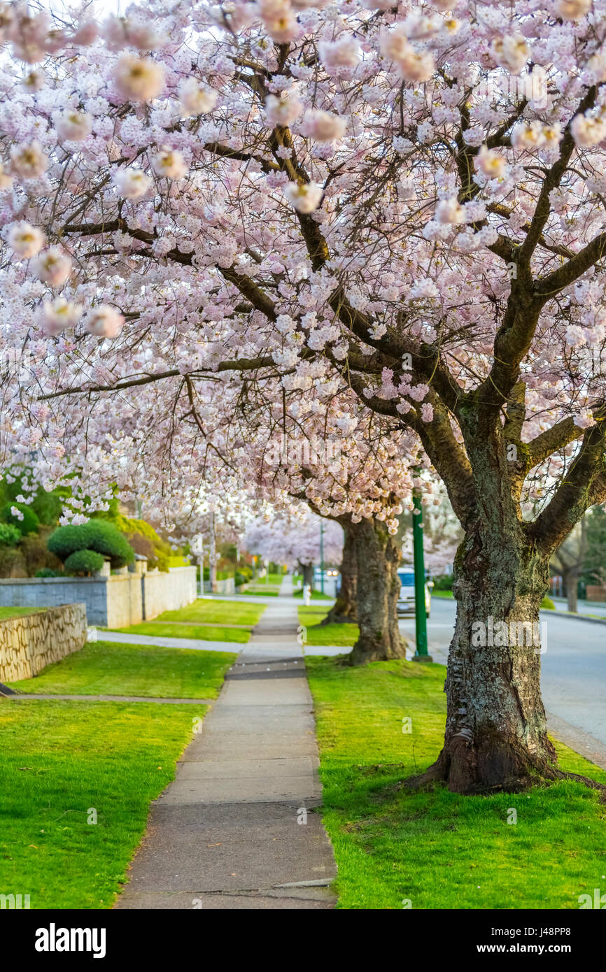 A cherry blossom tree lined side walk in the spring, a perfect pathway ...