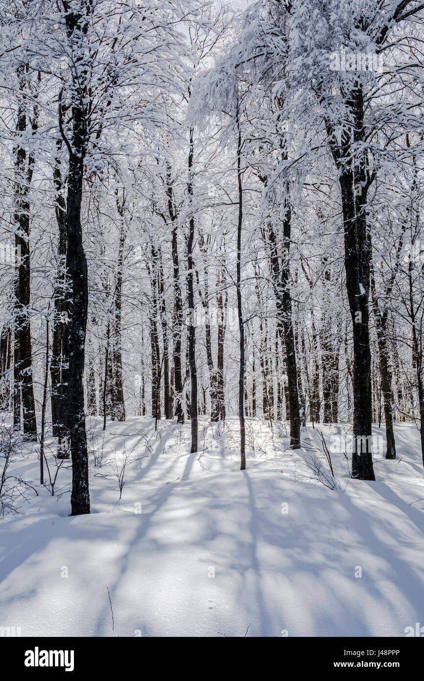 A forest with trees covered in ice and snow; Shefford, Quebec, Canada ...