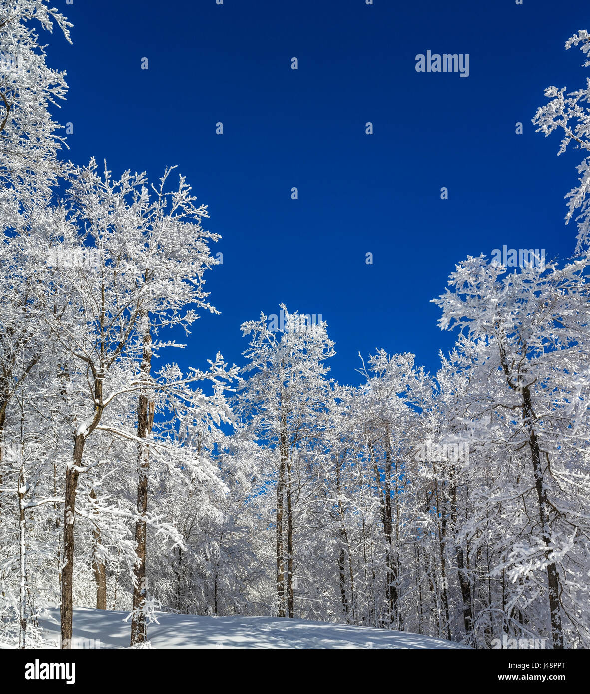 A forest with trees covered in ice and snow against a blue sky ...