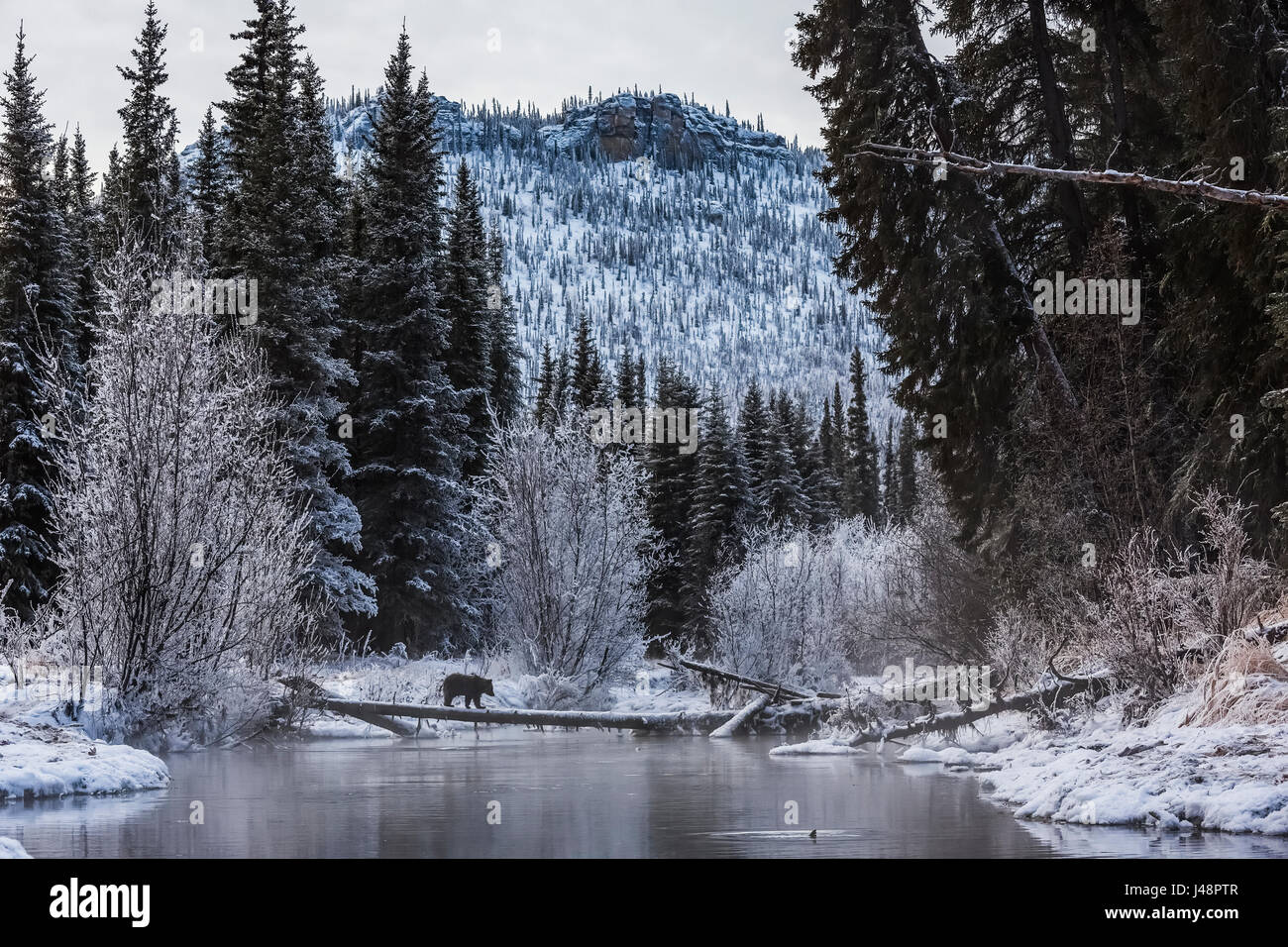 Young Grizzly cub (ursus arctos horribilis) walking across a log in Ni ...