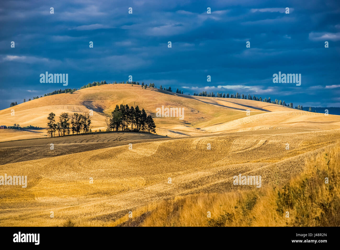 Rolling wheat fields; Palouse, Washington, United States of America ...