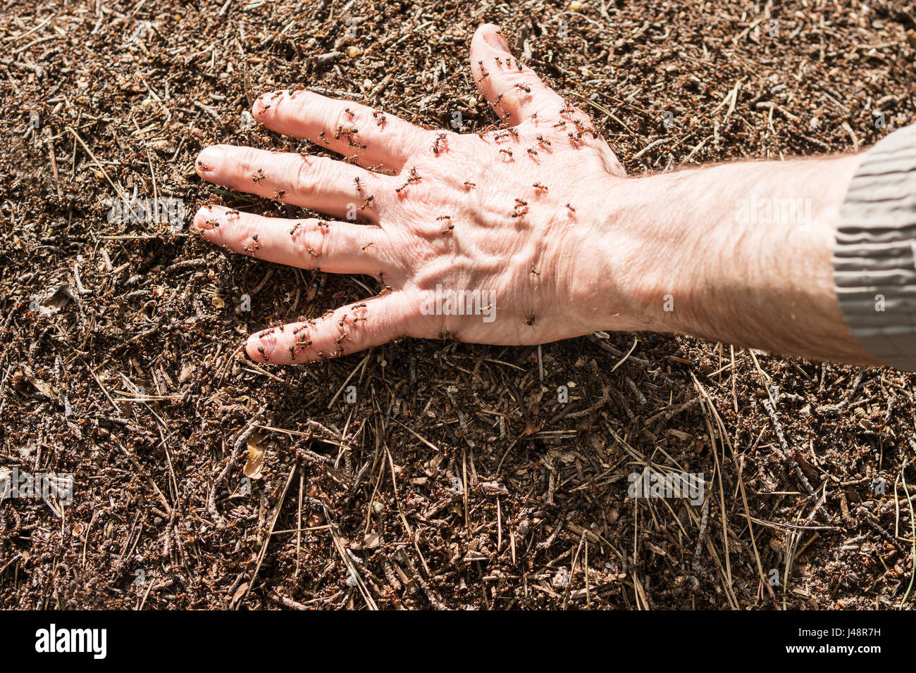 Men hand lies in the anthill and ants running around on it Stock Photo ...